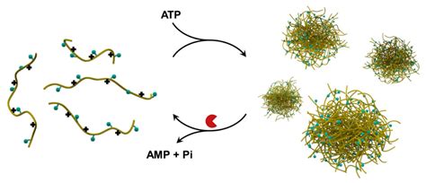 Atp Fueled Nanoparticles Enable Self Erasing Security Labels