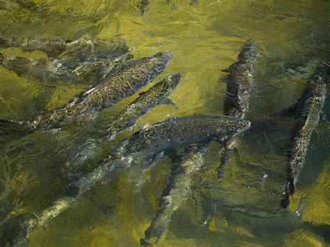 California Salmon Fishing Slated To Shut Down This Year Due To Low