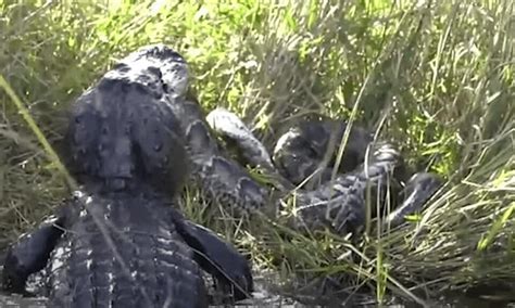 Watch Massive Florida Alligator Makes Quick Work Of Giant Invasive