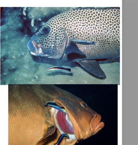 BIO 3302 Exam 3 Flashcards Quizlet