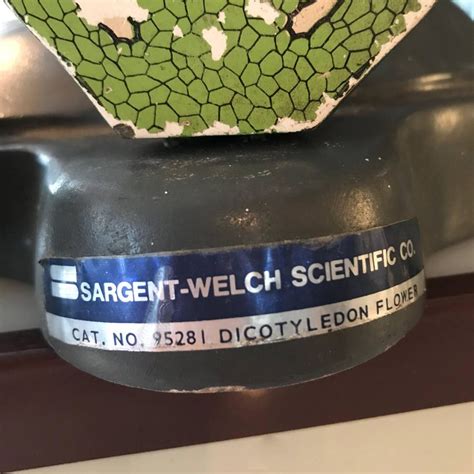 Vintage Sargent Welch Botanical Model Cityfoundry
