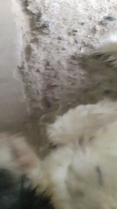 Olha O Mini Pitbu Vindo Youtube