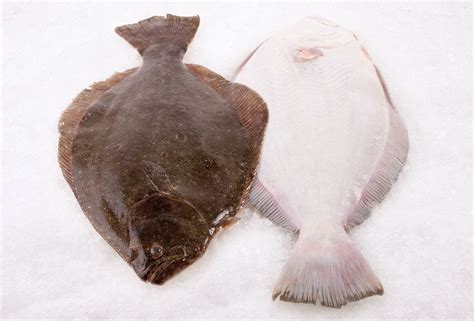Fluke Vs Flounder Weird Differences
