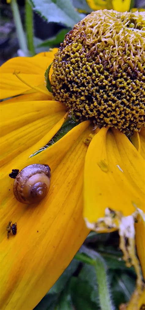 Herbst Impressionen Im Portrait 🐌🌼🌿