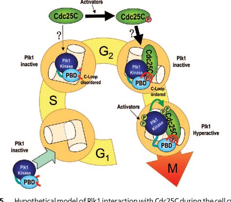 Figure 1 From Molecular And Structural Basis Of Polo Like Kinase 1