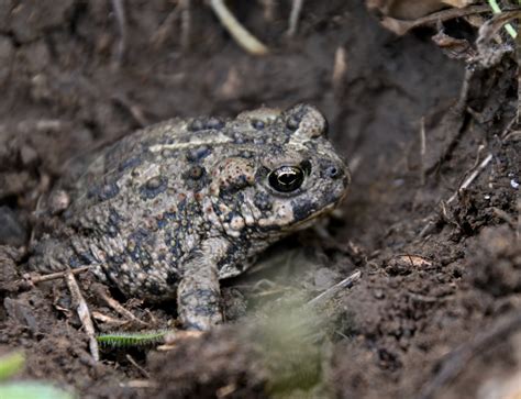 California Toad Sonoma Mountain Ecology Notes