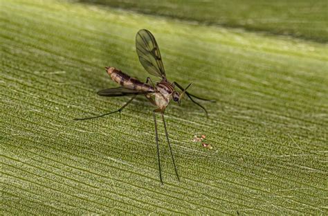 8 Small Black Flying Bugs In House Not Fruit Flies