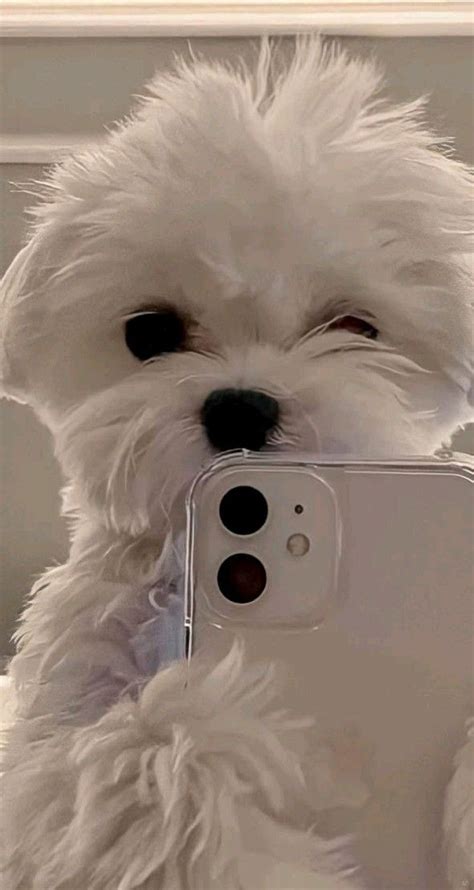 Pin Di Pinner Su Simpan Cepat Foto Di Cani Divertenti Kit D