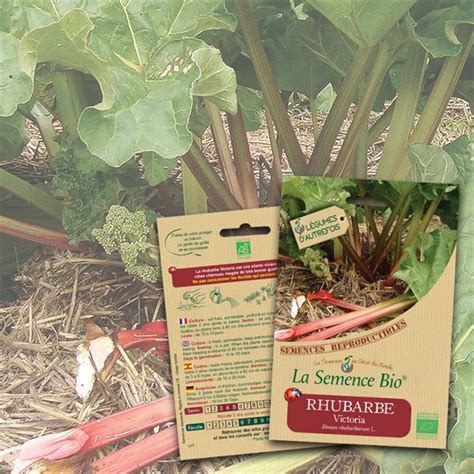 Rhubarbe victoria bio Nature Découvertes