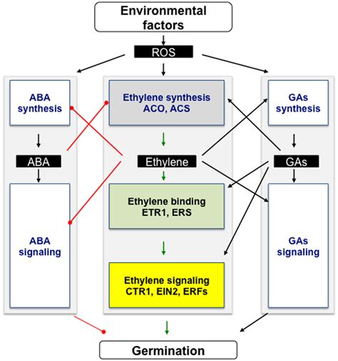 Interactions Between Ethylene Abscisic Acid Gibberellins And Ros In