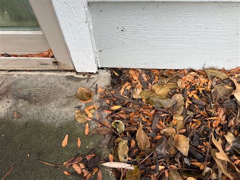 How Mice Hunters Inc Keeps Your Home Rodent Free A Comprehensive