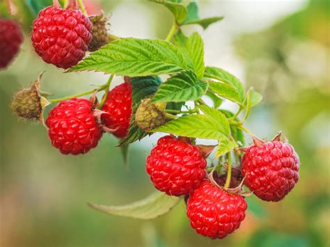 Pěstujeme Maliny Osvědčené Tipy Pro Výsadbu Péči A Bohatou úrodu