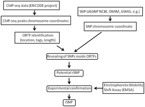 Computational Analysis Was Applied To Identify The Snps In The Most