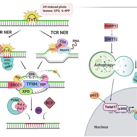 Schematic Representation Of The BER Pathway And Its Crosstalk With The