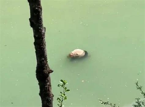 四川宝兴一野生大熊猫溺亡正检测死因，当地有一百多只野生大熊猫雅安死亡视频