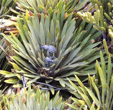 Lyperobius Coxalis · Inaturalist