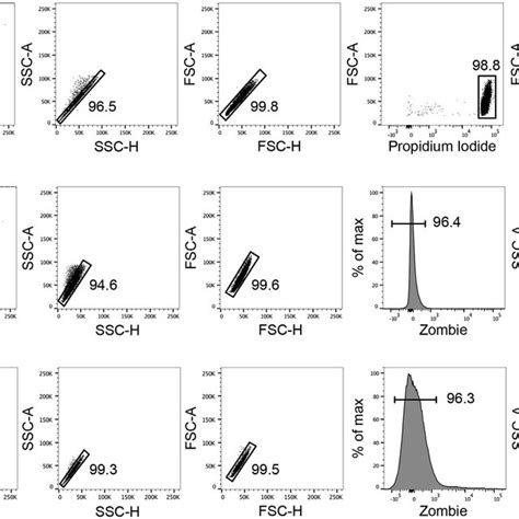 Gating Strategies To Identify Single Cells Nuclei Prior To Sorting