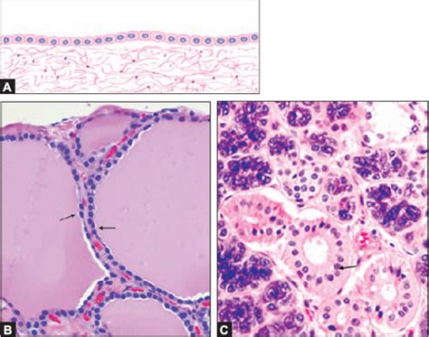 Simple Cuboidal Epithelium Thyroid