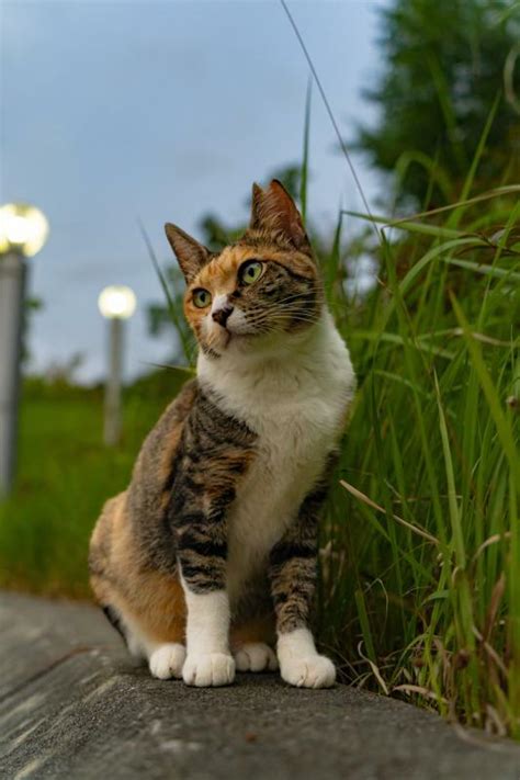 「みんな同じ顔」近親交配の本当の怖さとは？ 猫38匹・多頭飼育崩壊で起きたこと（石井万寿美） エキスパート Yahooニュース