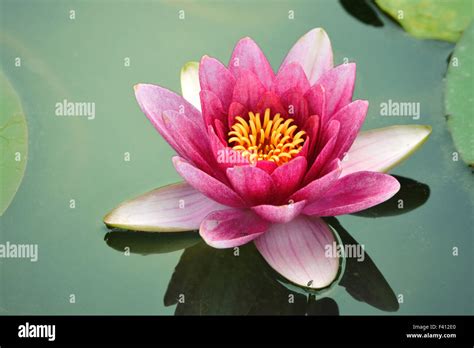 Blossom Lotus Flower In Japanese Pond Stock Photo Alamy
