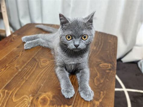 猫、ジョニーちゃんのペットシッター ペットサポートリリーフ／日本ペットシッターサービス東大和・所沢店（東大和市、所沢市）