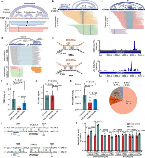 Ric Seq Recapitulates Known And Newly Identified Rnarna Download