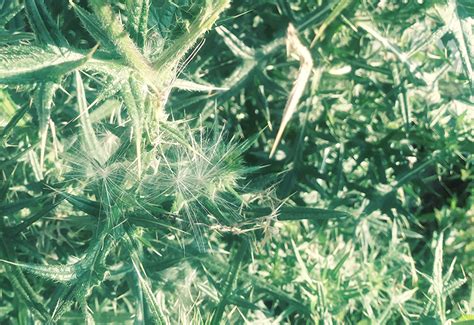 Bugs That Look Like Chia Seeds What S That Bug