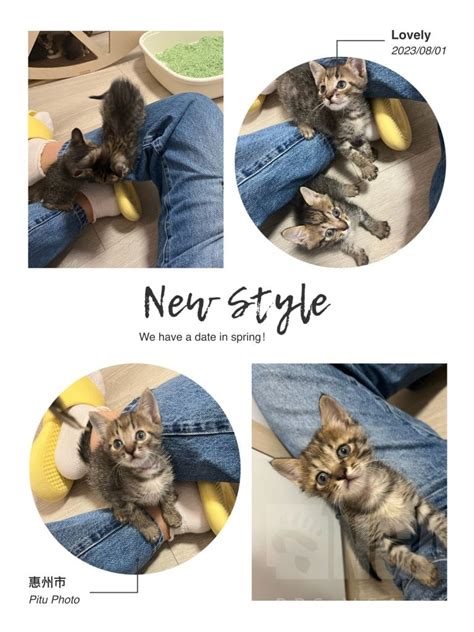 求领养 惠城区两只狸花一只橘猫待领养 NGA玩家社区