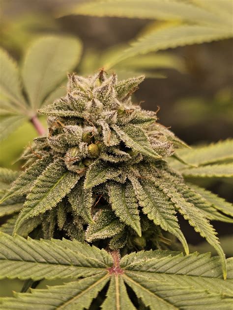 Bubba Kush X 1997 Super Silver Haze