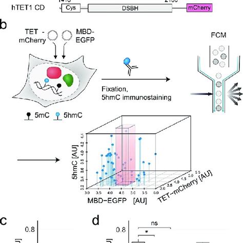 Modulation Of Tet1 Catalyzed 5mc Oxidation By Human Mbd Proteins A