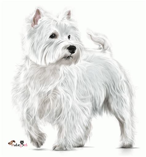 도그스토리 웨스트 하이랜드 화이트 테리어 노트펫