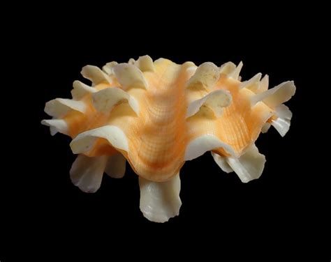 002 Sea Shells Bivalvia Squamusa 76mm Etsy