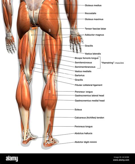 Groin Muscle Diagram