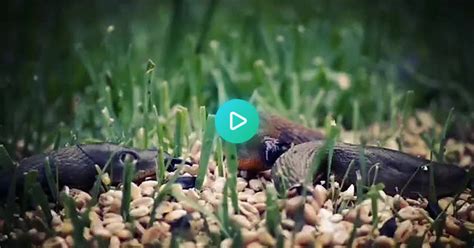 Slugs Album On Imgur