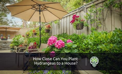 Hydrangeas Close To A House Space Sunlight And Care Tipsgardener Soul