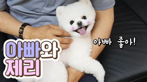 아빠가 강아지를 사랑해요♡ Feat계란전쟁 제리놀리기 ㅋㅋ Soop Vod