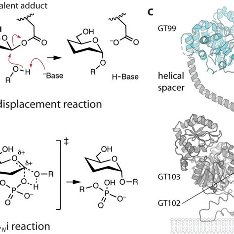 Structure Of The Wbbbgt99 Cmp β Kdo Complex A B Orthogonal Views Of Download Scientific