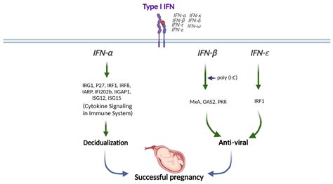 Interferon Signaling In The Endometrium And In Endometriosis