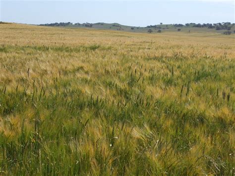 Ryegrass Super Weeds Challenge Control Measures Grain Central