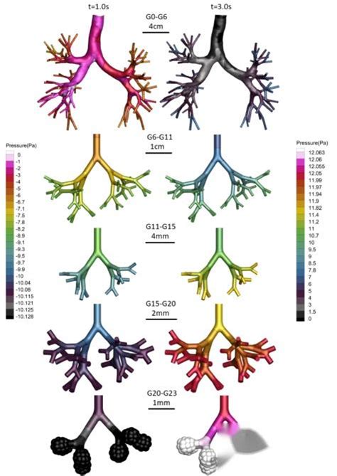 四川大学生物力学实验室和华西医院呼吸与危重症医学科共同完成人体全肺数值模拟研究 知乎