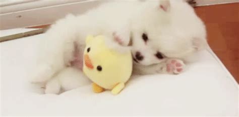 강아지 귀여운 강아지와 개 사진 모음 강아지 움짤 강아지짤 강아지 이미지 봉지 네이버 블로그