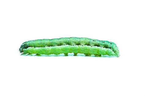 Beet Armyworms Identification And Stopping Their Attack