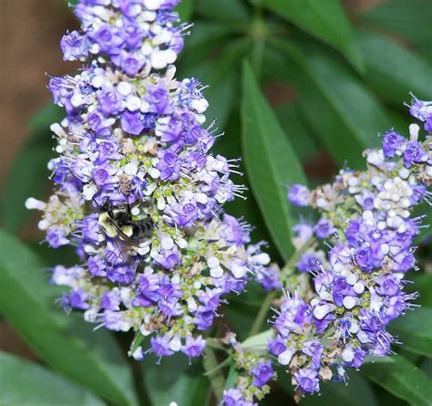 Vitex Chasteberry Reviews Uses Health Benefits Dosage And Side Effects