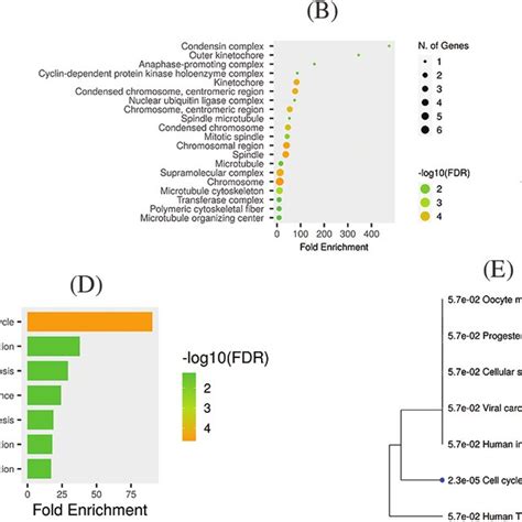 Gene Enrichment Analysis Of Ttk Bub1b Nusap1 And Zwint A Ttk Download Scientific Diagram