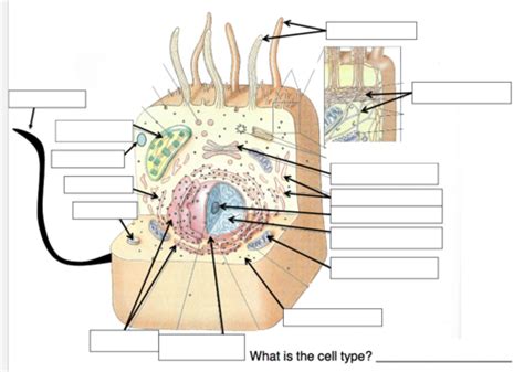 Prokaryotic Eukaryotic Stchuff Flashcards Quizlet