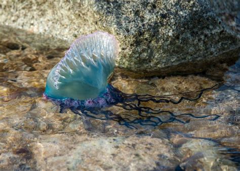 Portuguese Man O War Facts Habitat Diet Conservation And More