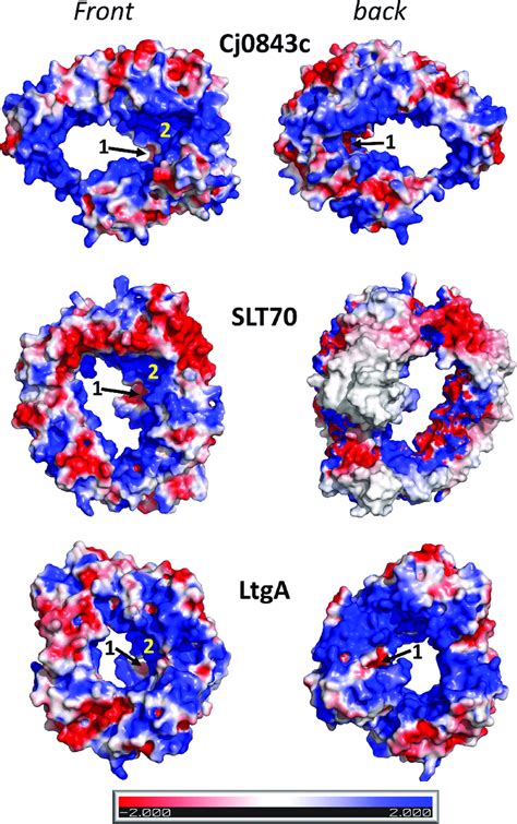 The Electrostatic Surface Potential Of Cj0843 Slt70 And Ltga The Download Scientific Diagram