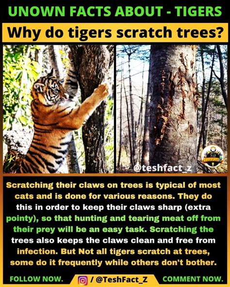 Daily Amazing Factz On Tumblr