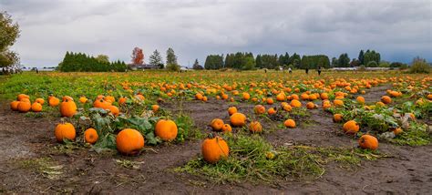 Kweek Je Eigen Pompoenen Met Onze Pompoenzaden Jansen Zaden