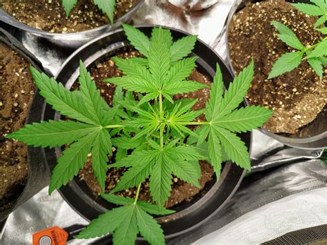 To Trim Or Not To Trim R Autoflowers